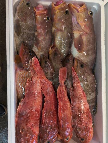 鮮魚BOX13入約5.8kg(釣) | UUUO(ウーオ)