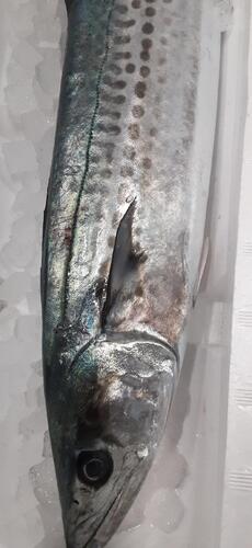 活〆サワラ2入約3.8kg(釣)【業務用の鮮魚仕入れならウーオ】