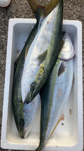 ワラサ12/13k3入約12kg(巻網) | UUUO(ウーオ)