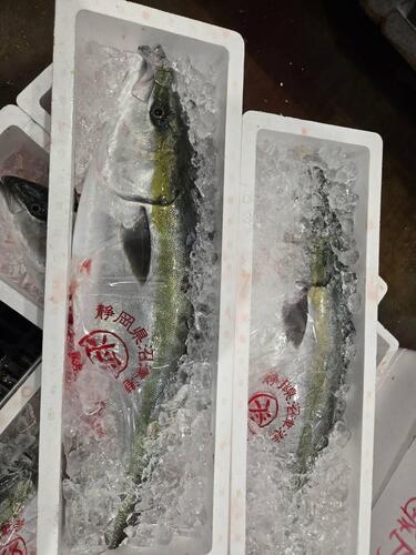 活〆ブリ5-6k1入約5kg(定置)【業務用の鮮魚仕入れならウーオ】