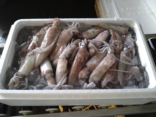 ダルマイカ5kバラ約5kg(底曳)【業務用の鮮魚仕入れならウーオ】