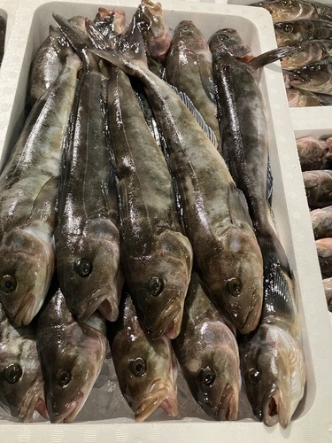 ホッケ14入約5kg(刺網)【業務用の鮮魚仕入れならウーオ】