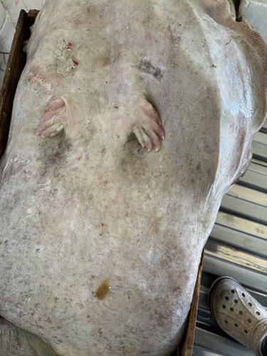 アンコウ1入約10.1kg(底曳)【業務用の鮮魚仕入れならウーオ】