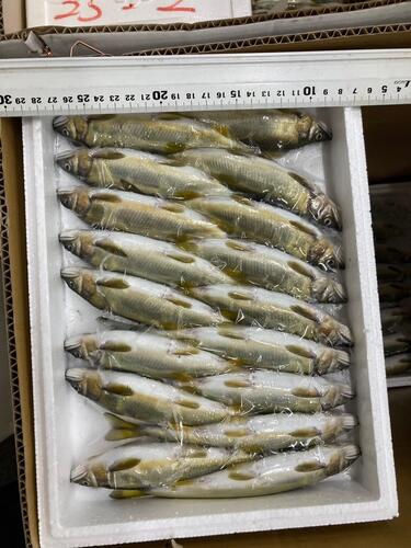 アユ子持ち養殖10-13尾約1kg【業務用の鮮魚仕入れならウーオ】