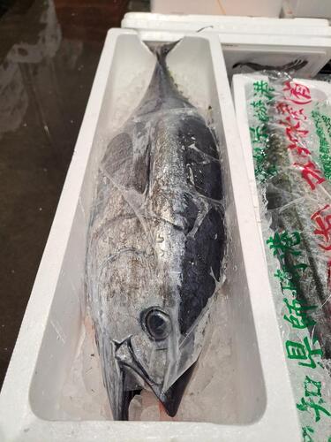 メジマグロ9k台1入約9kg(定置)【業務用の鮮魚仕入れならウーオ】