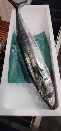 サワラ(釣)【業務用の鮮魚仕入れならウーオ】