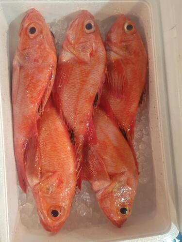 キチジ5入約3kg | UUUO(ウーオ)