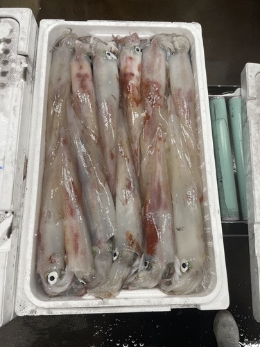 活ヤリイカ大中12入約3.5kg(釣) | UUUO(ウーオ)