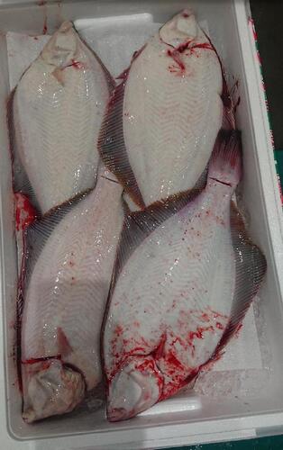 活〆マコガレイ5.3k11/18入約5.3kg(沿岸)【業務用の鮮魚仕入れならウーオ】