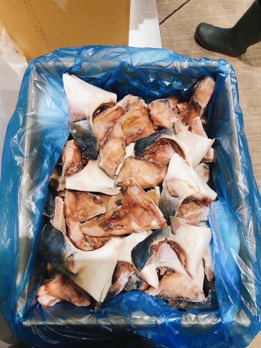 ブリ100/160g46入約6kg | UUUO(ウーオ)