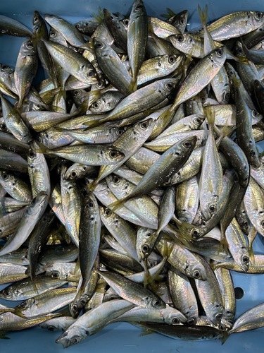 豆アジ約5kg(沿岸)【業務用の鮮魚仕入れならウーオ】