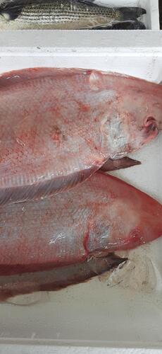 アカシタビラメ8入約4kg(底曳)【業務用の鮮魚仕入れならウーオ】