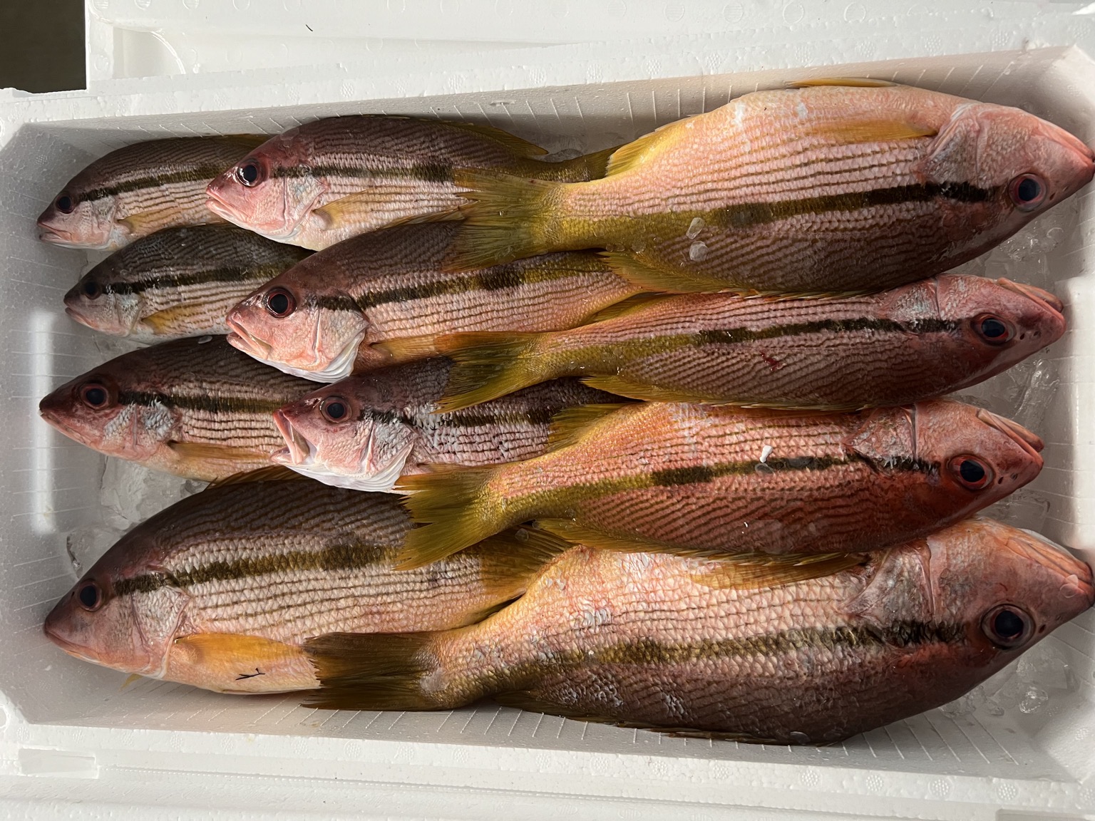 ヨコスジフエダイ11入約4.2kg(定置)【業務用の鮮魚仕入れならウーオ】