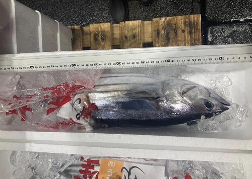 カツオ5/5.5k3入約5kg | UUUO(ウーオ)