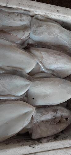 モンゴウイカ16入約7.6kg(定置)【業務用の鮮魚仕入れならウーオ】