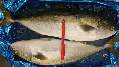 イナダ4入約6kg(定置)【業務用の鮮魚仕入れならウーオ】