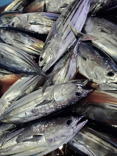 カツオ新口4入約6.5kg(釣)【業務用の鮮魚仕入れならウーオ】