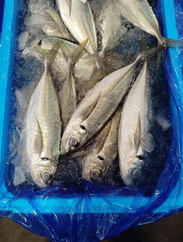 マアジ21-22尾約5kg【業務用の鮮魚仕入れならウーオ】
