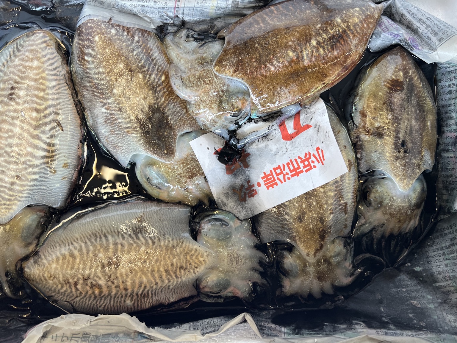鮮魚BOX約2.6kg(沿岸)【業務用の鮮魚仕入れならウーオ】