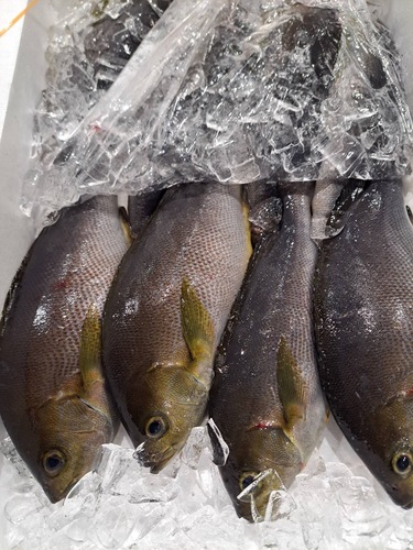 イサキ18/20尾約4kg(小網) | UUUO(ウーオ)