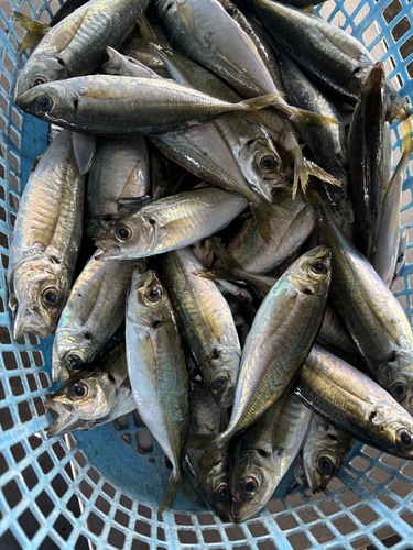 マアジ30.35入約5.3kg(定置)【業務用の鮮魚仕入れならウーオ】