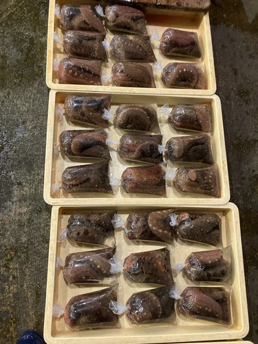 赤ナマコ約10kg【業務用の鮮魚仕入れならウーオ】