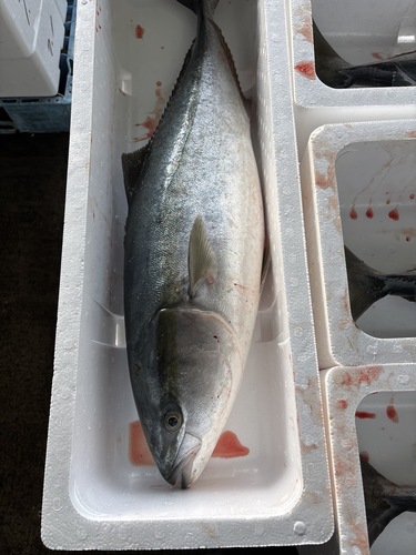 活〆ブリ6k台1入約6.3kg(定置)【業務用の鮮魚仕入れならウーオ】