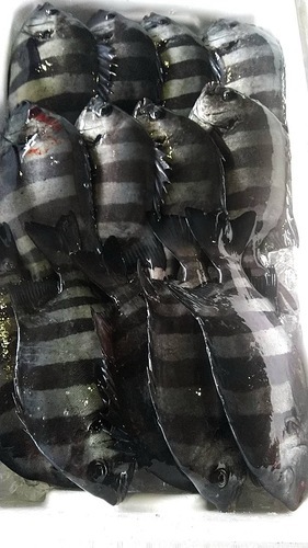 イシダイ13入約4.6kg(定置)【業務用の鮮魚仕入れならウーオ】