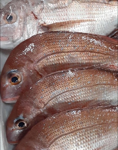 マダイ8k台6入約8kg【業務用の鮮魚仕入れならウーオ】