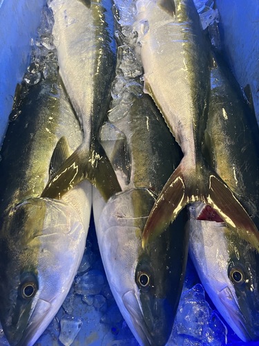 活〆イナダ4入約8kg | UUUO(ウーオ)