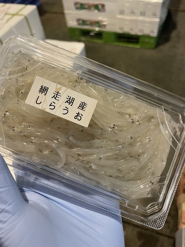 シラウオ10入約2kg(沿岸) | UUUO(ウーオ)