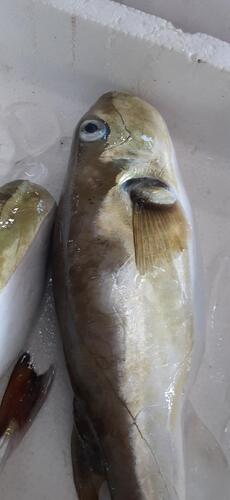 シロサバフグ9入約3.7kg(底曳)【業務用の鮮魚仕入れならウーオ】