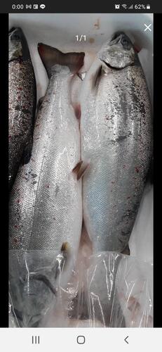 鮭 | UUUO(ウーオ)