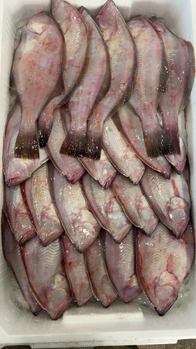 アカガレイ23/25尾24入約5kg(底曳)【業務用の鮮魚仕入れならウーオ】