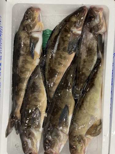 ホッケ6入約4kg(定置) | UUUO(ウーオ)