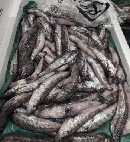 メヒカリ大30/40g約3kg【業務用の鮮魚仕入れならウーオ】