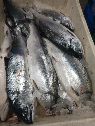 サクラマス(本マス)12入約5kg(釣)【業務用の鮮魚仕入れならウーオ】