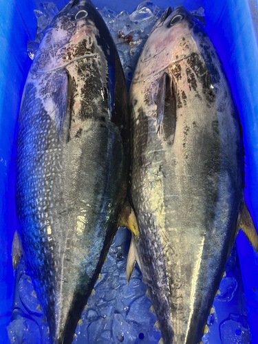 活〆メジマグロ6-7kg1入約6kg(定置) | UUUO(ウーオ)