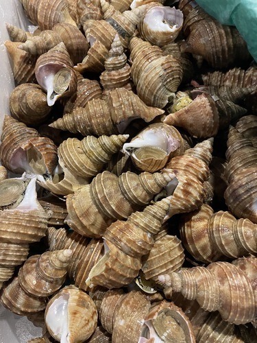 灯台つぶ約5kg(沿岸) | UUUO(ウーオ)