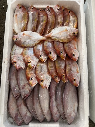 鮮魚BOX約4.6kg(底曳)【業務用の鮮魚仕入れならウーオ】