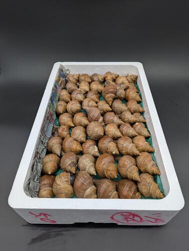 ツブ貝50-59入約5kg【業務用の鮮魚仕入れならウーオ】