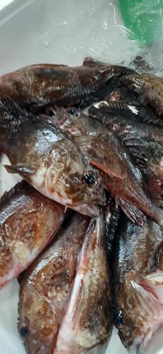 カサゴ34入約3.2kg(沿岸)【業務用の鮮魚仕入れならウーオ】