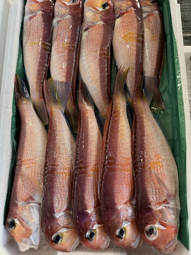 活〆アマダイ10入約3.5kg(釣)【業務用の鮮魚仕入れならウーオ】