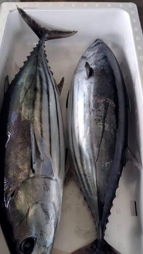 カツオ(釣)【業務用の鮮魚仕入れならウーオ】