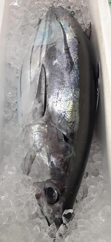 カツオ(釣)【業務用の鮮魚仕入れならウーオ】