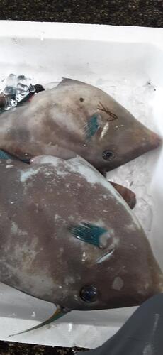 ウマヅラハギ5入約2.9kg(定置)【業務用の鮮魚仕入れならウーオ】