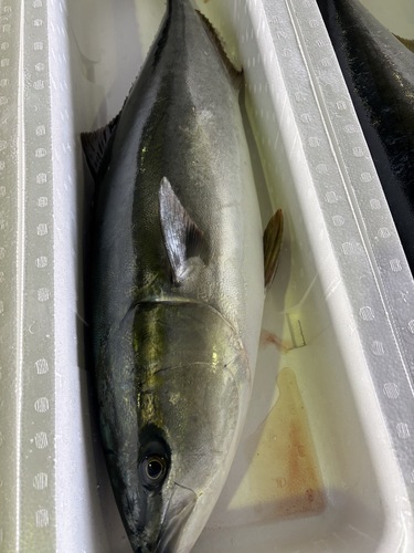 ブリ脂質15%1入約10.1kg(定置)【業務用の鮮魚仕入れならウーオ】