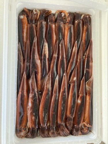 スルメイカ20入約5kg(釣) | UUUO(ウーオ)