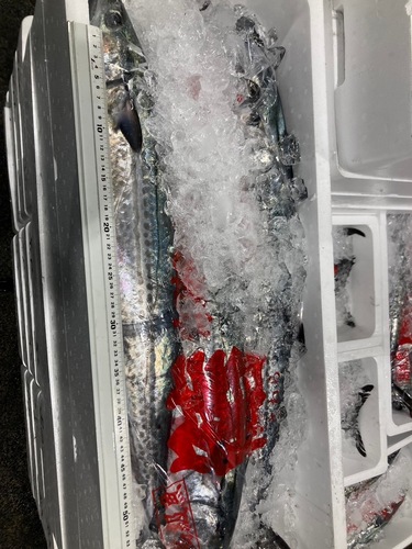 サワラ約6/7k2入約6kg(釣)【業務用の鮮魚仕入れならウーオ】