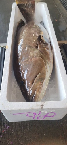 神経〆クエ(沿岸)【業務用の鮮魚仕入れならウーオ】